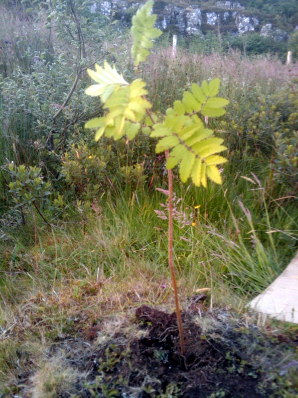 Rowan trees according to the locals | Our Unique Blog